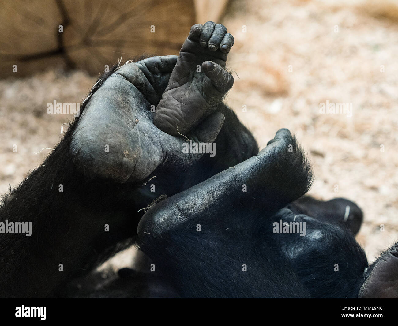 Orangutan feet hi-res stock photography and images - Alamy