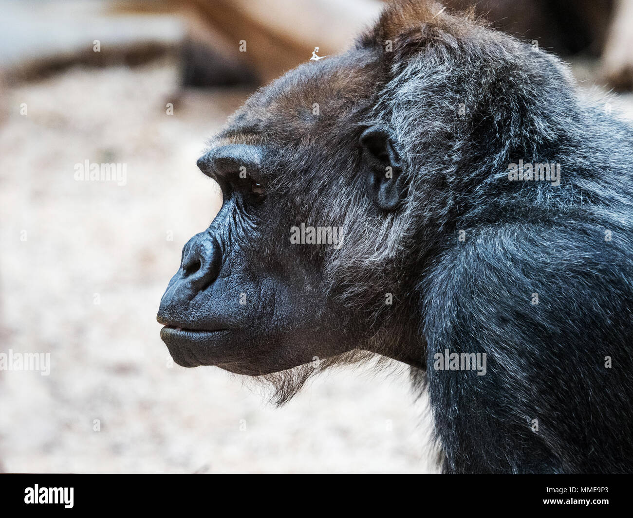 The face of an Orangutan. Bornean Orangutan (orang-utan, Pongo pygmaeus ...
