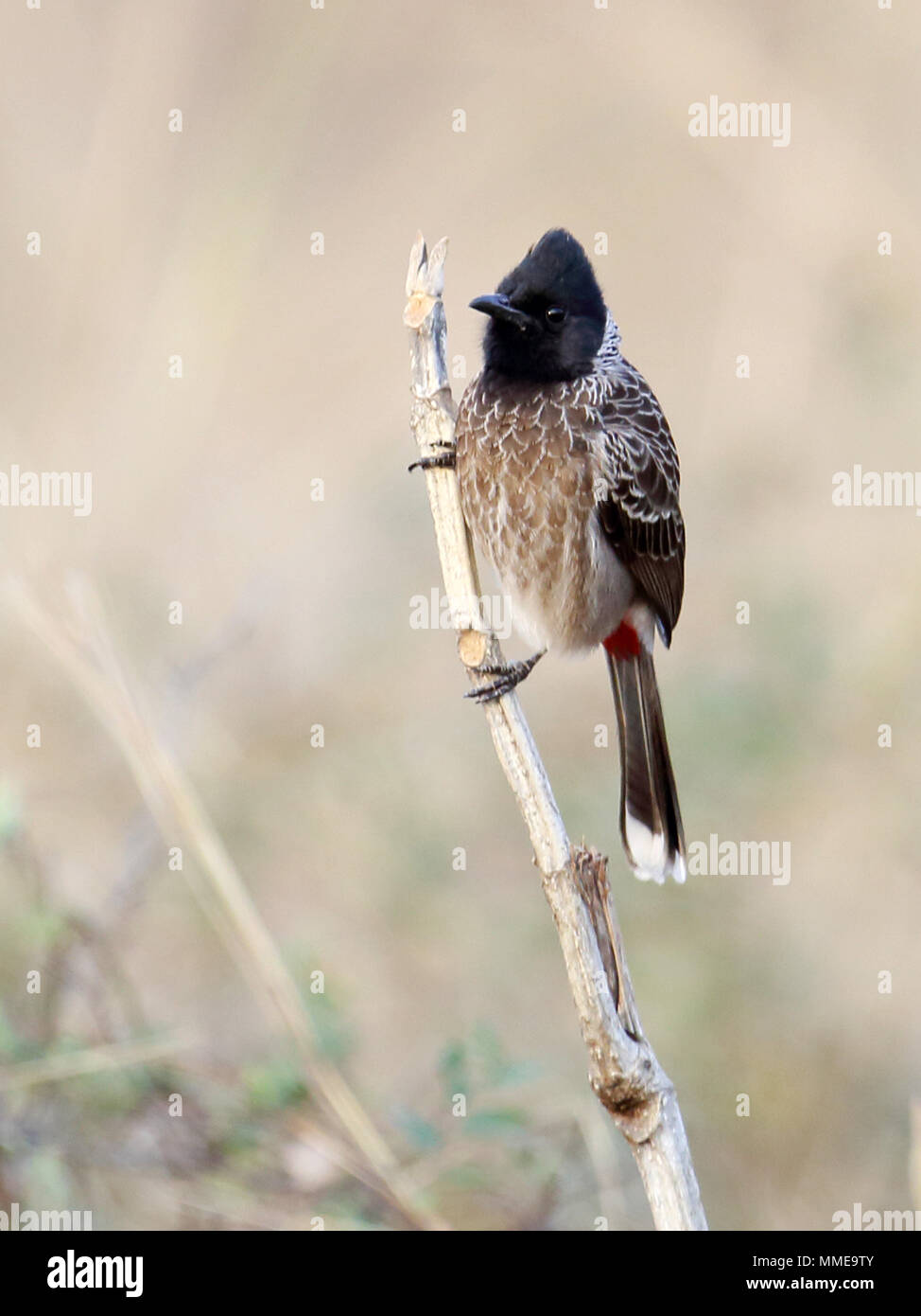 Images of India part 2 Stock Photo - Alamy