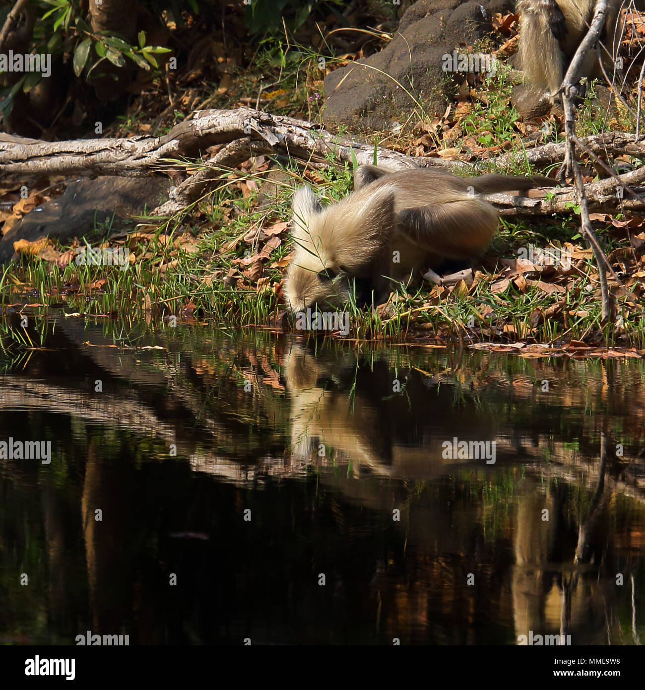 Indian forest images hi-res stock photography and images - Alamy