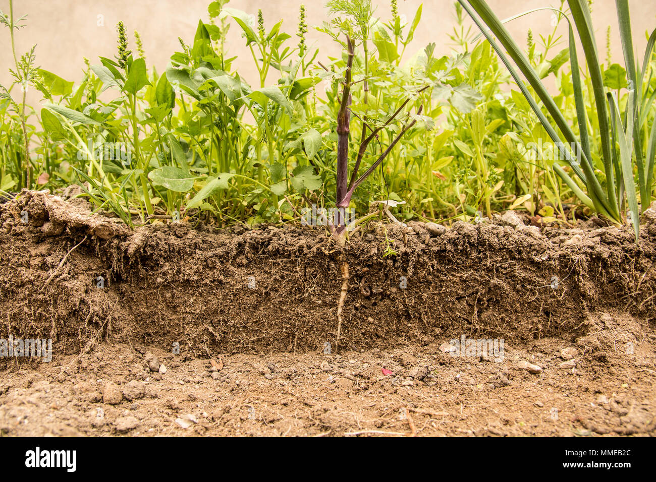 Soil cut and Growing plant with underground root visible Stock Photo ...