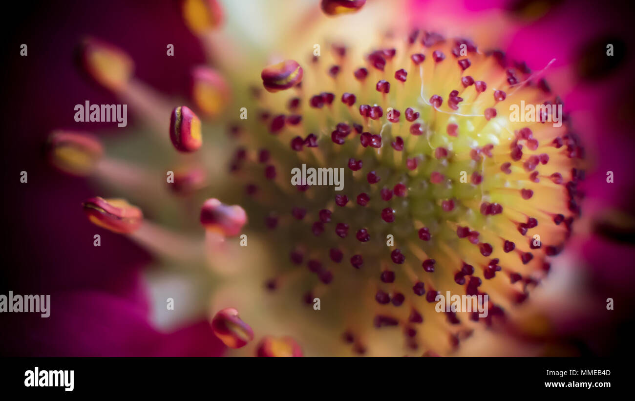 Garden pineberry plant hi-res stock photography and images - Alamy