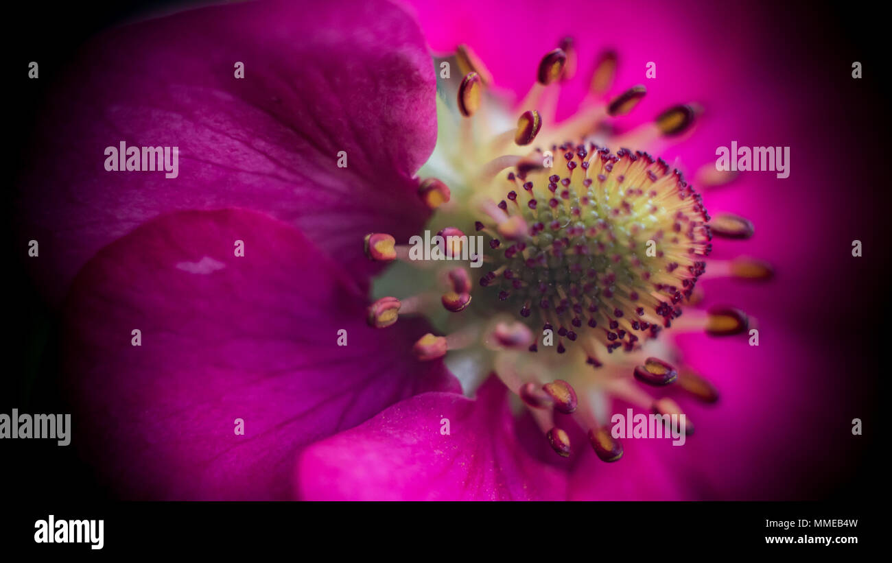 Garden pineberry plant hi-res stock photography and images - Alamy