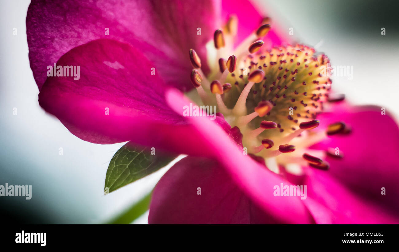 Pineberry flower / Fragaria ananassa Stock Photo - Alamy