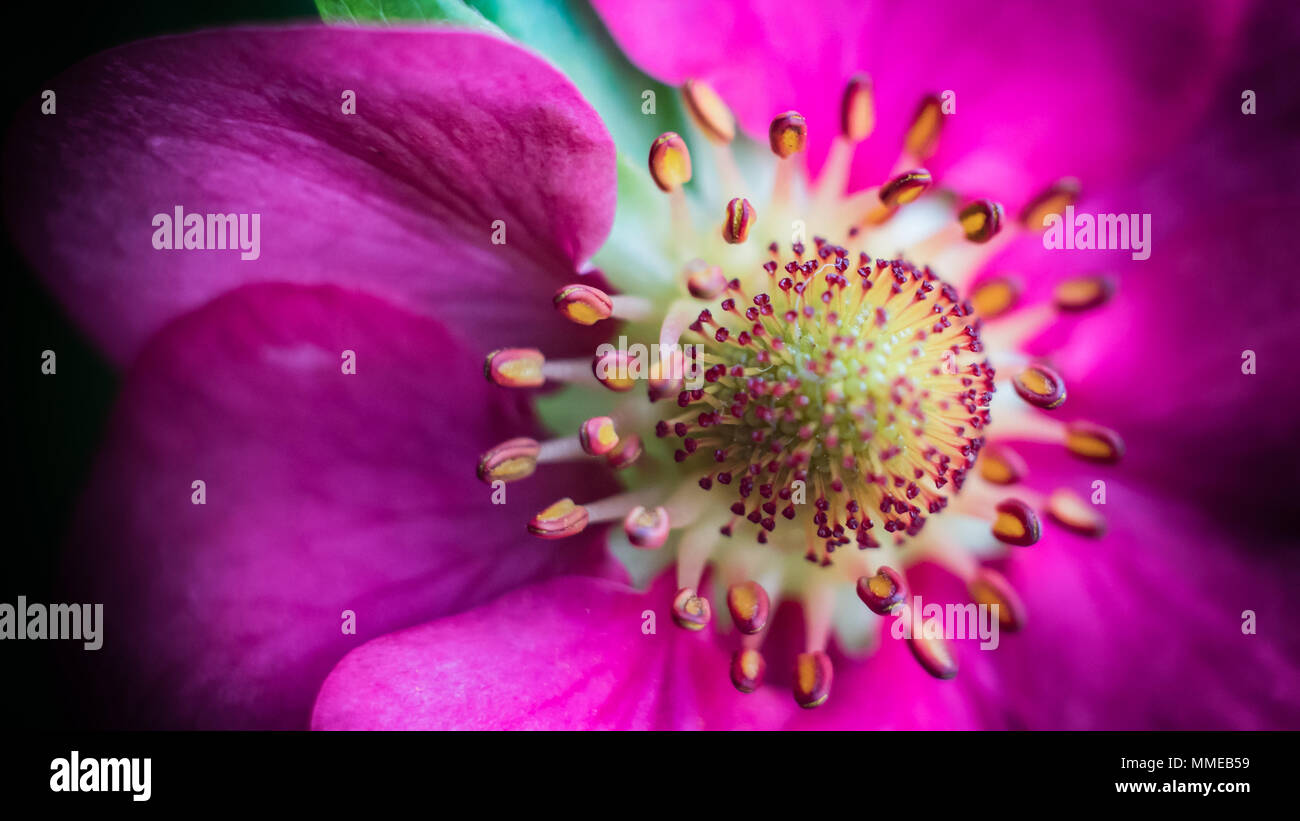 Garden pineberry plant hi-res stock photography and images - Alamy