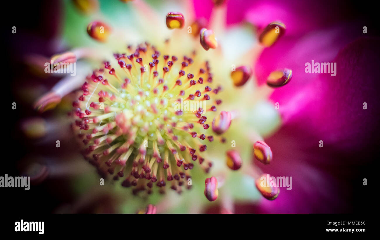 Garden pineberry plant hi-res stock photography and images - Alamy