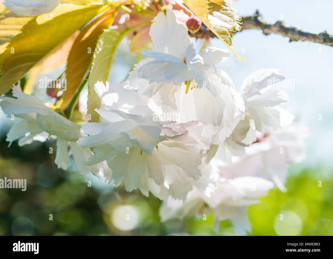 A macro shot of some cherry tree blossom Stock Photo - Alamy
