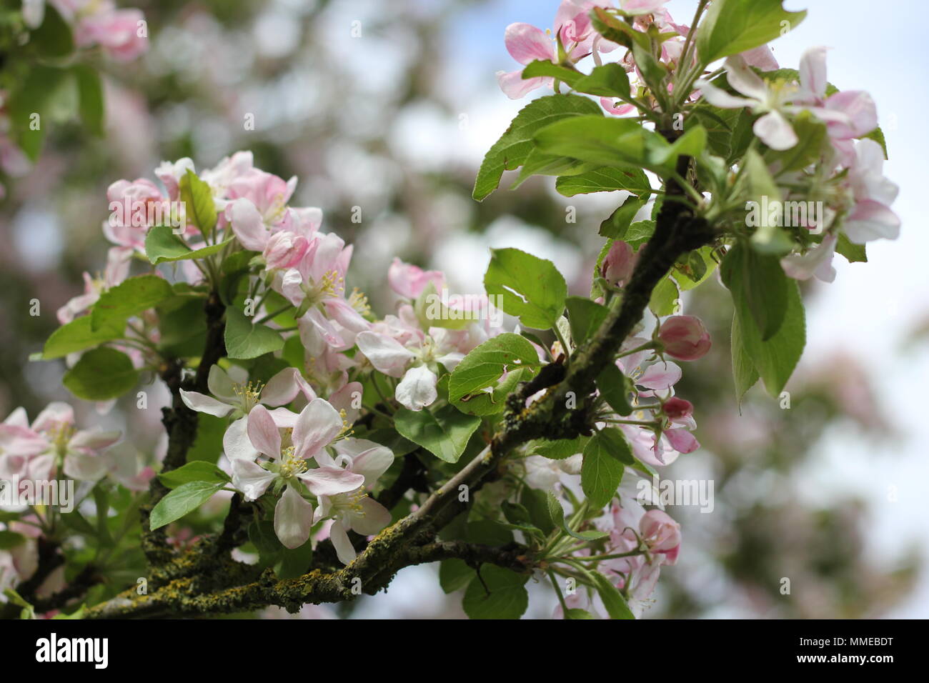 wild apple tree Stock Photo - Alamy