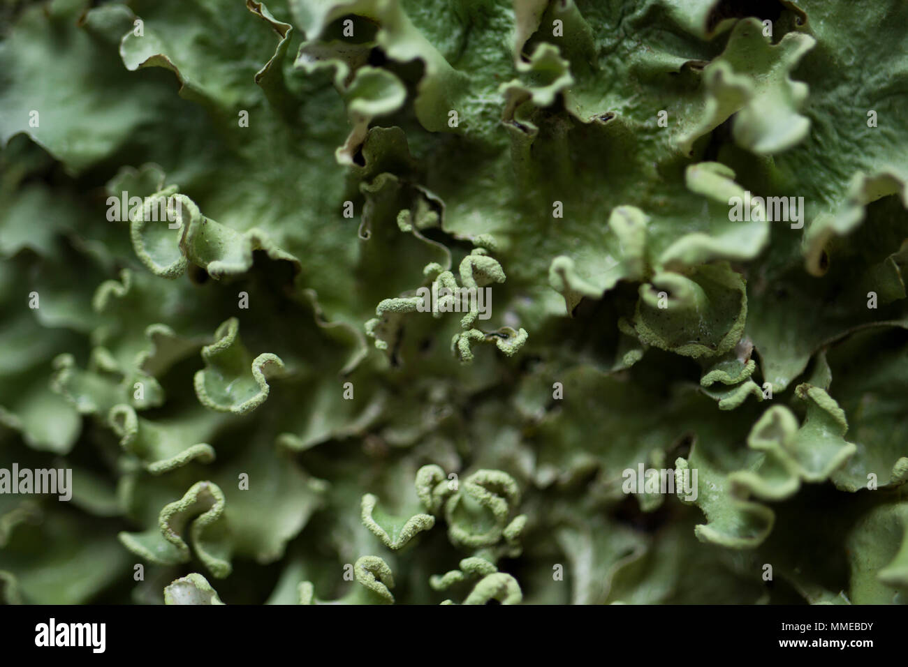 Detailed lichen hi-res stock photography and images - Alamy