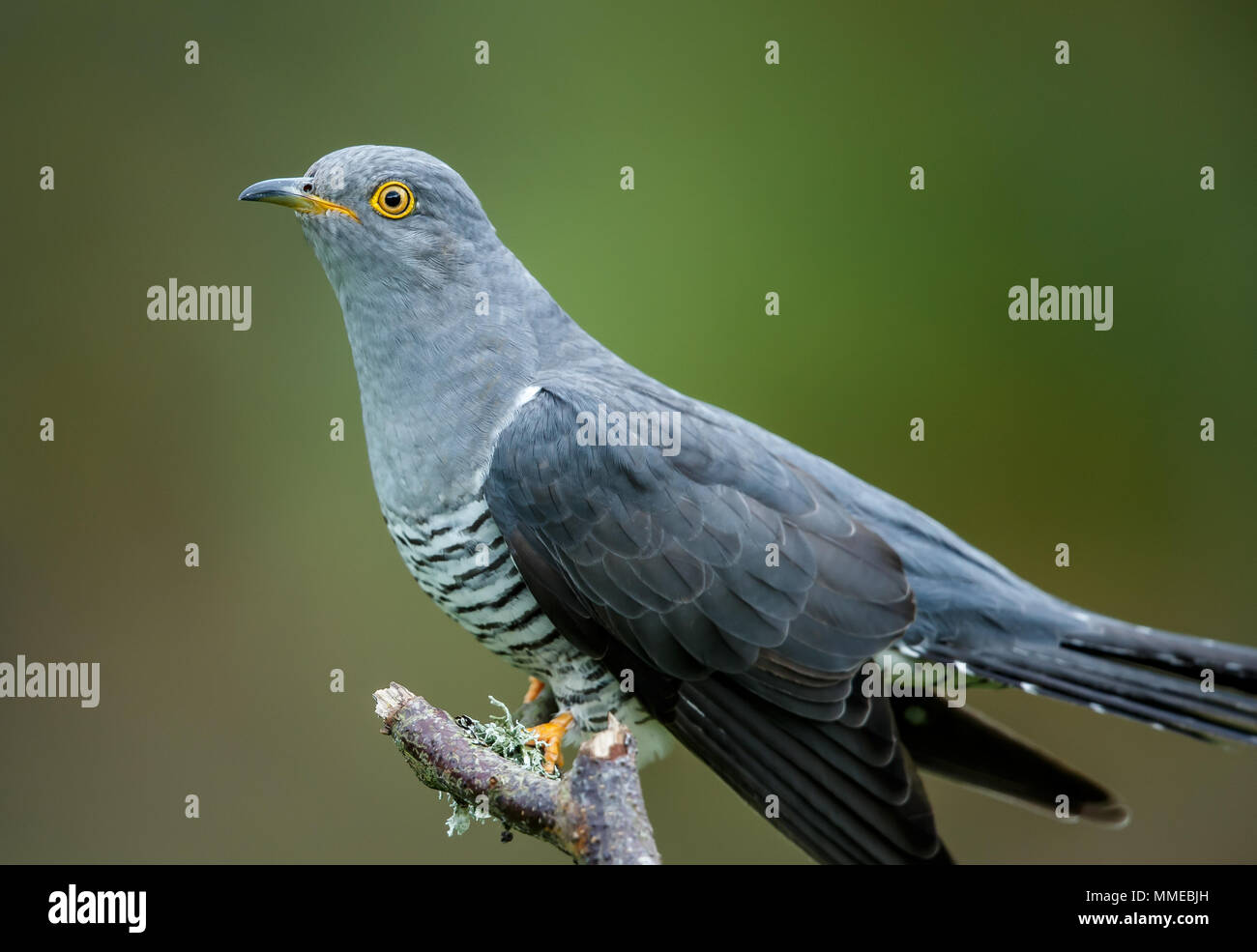 An Eurasian or Common cuckoo Stock Photo - Alamy