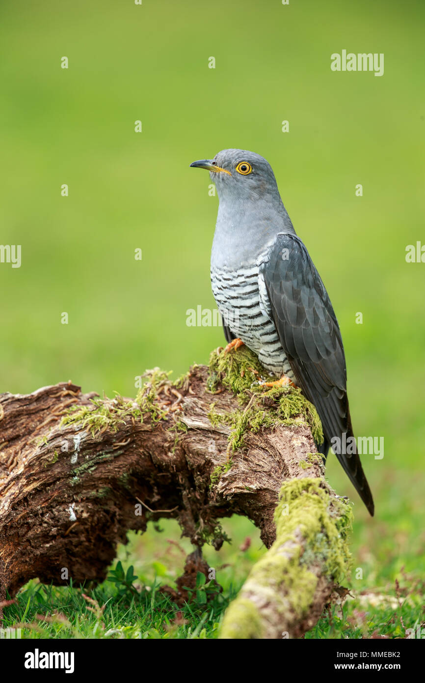 An Eurasian or Common cuckoo Stock Photo - Alamy