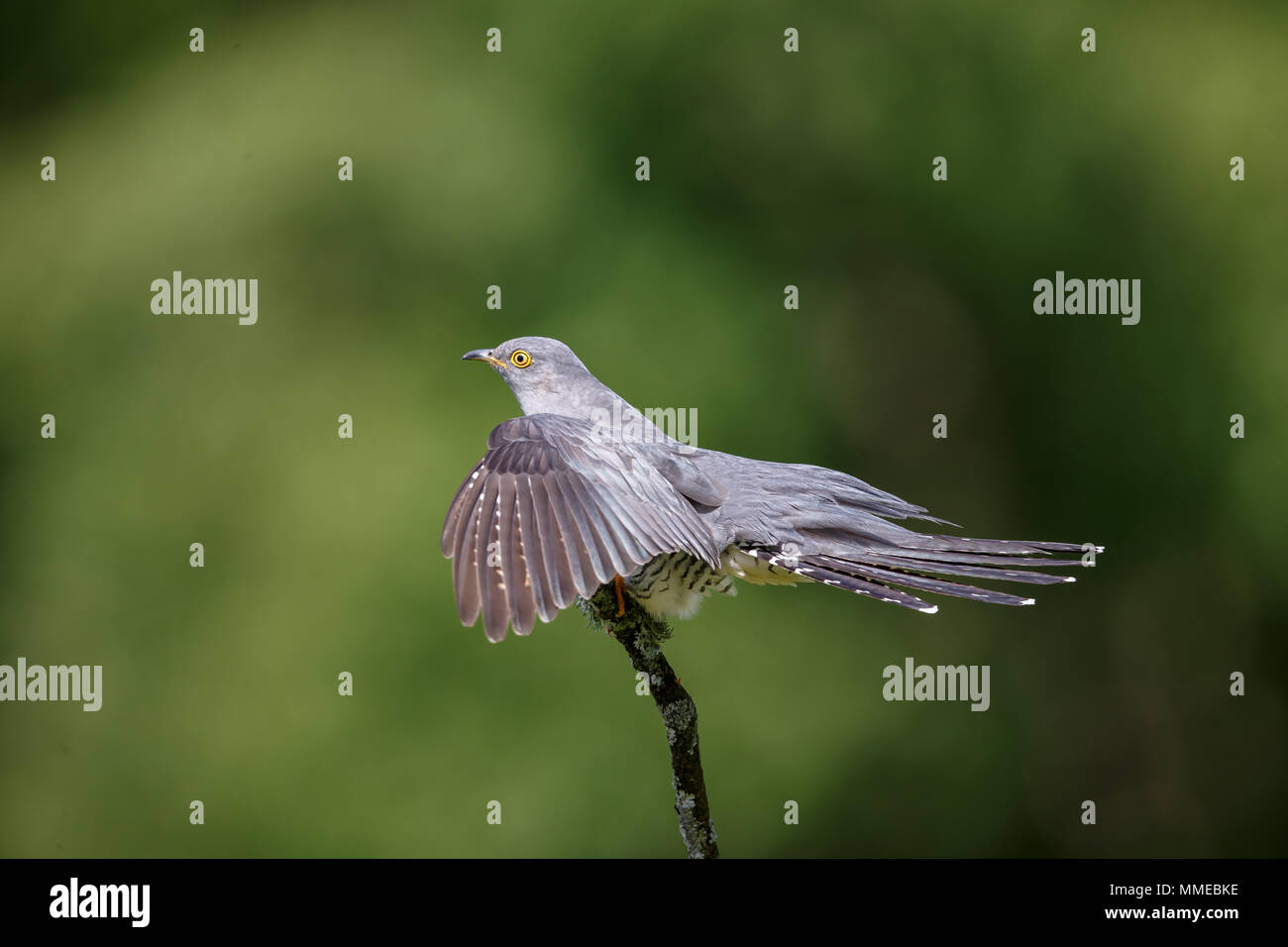 An Eurasian or Common cuckoo Stock Photo - Alamy
