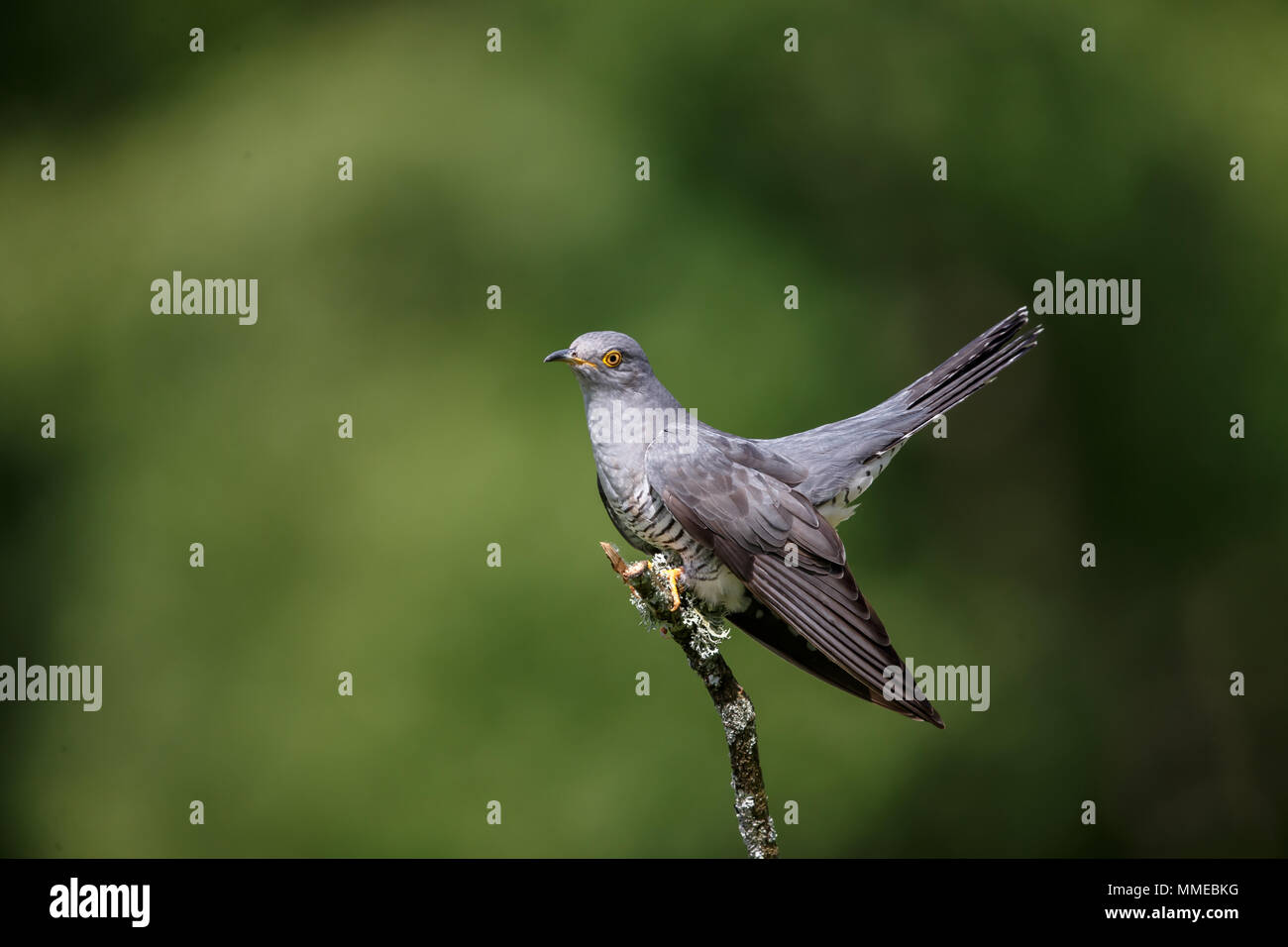 An Eurasian or Common cuckoo Stock Photo - Alamy