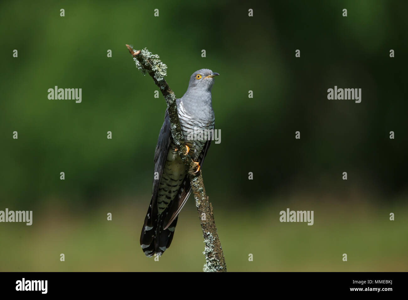 An Eurasian or Common cuckoo Stock Photo - Alamy