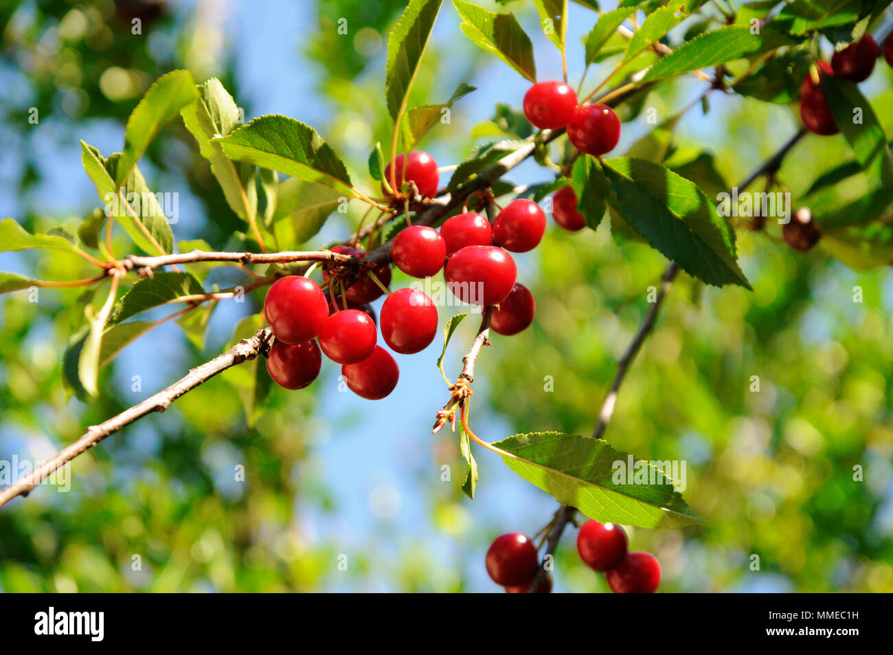 Cherries tree branch hi-res stock photography and images - Alamy