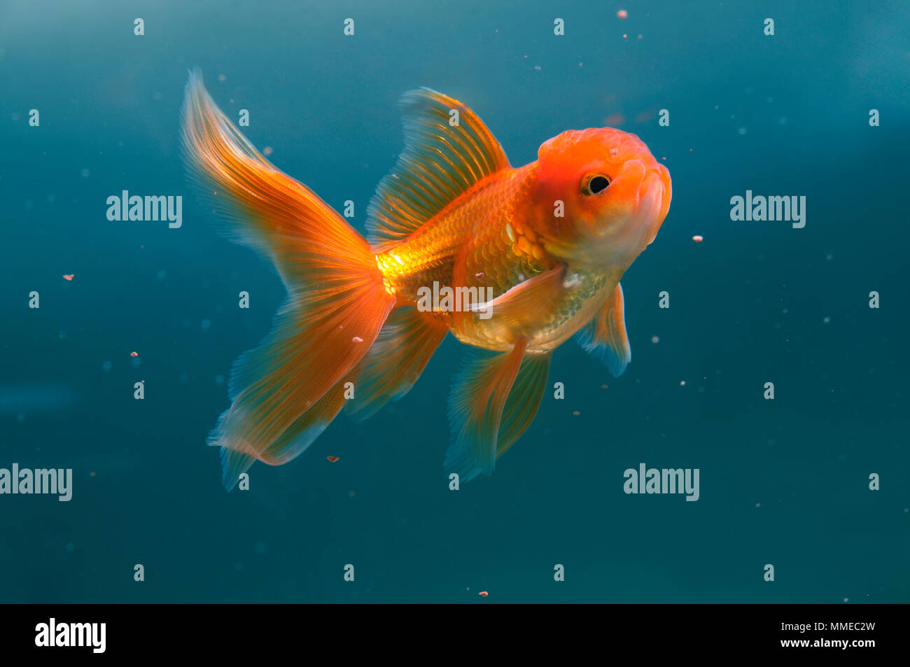 Domestic fish hi-res stock photography and images - Alamy