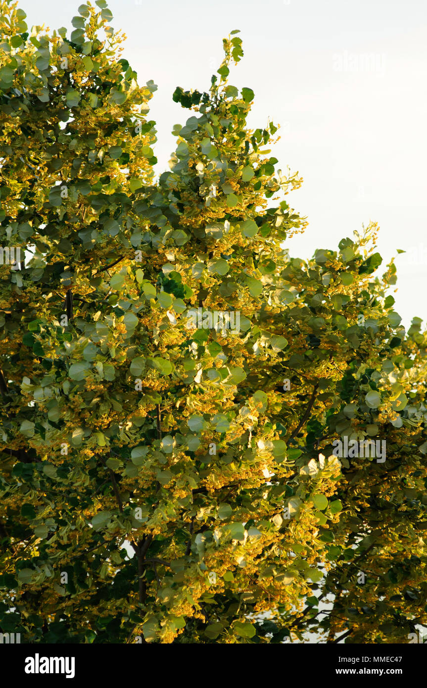 Linden tree blooming in spring Stock Photo - Alamy