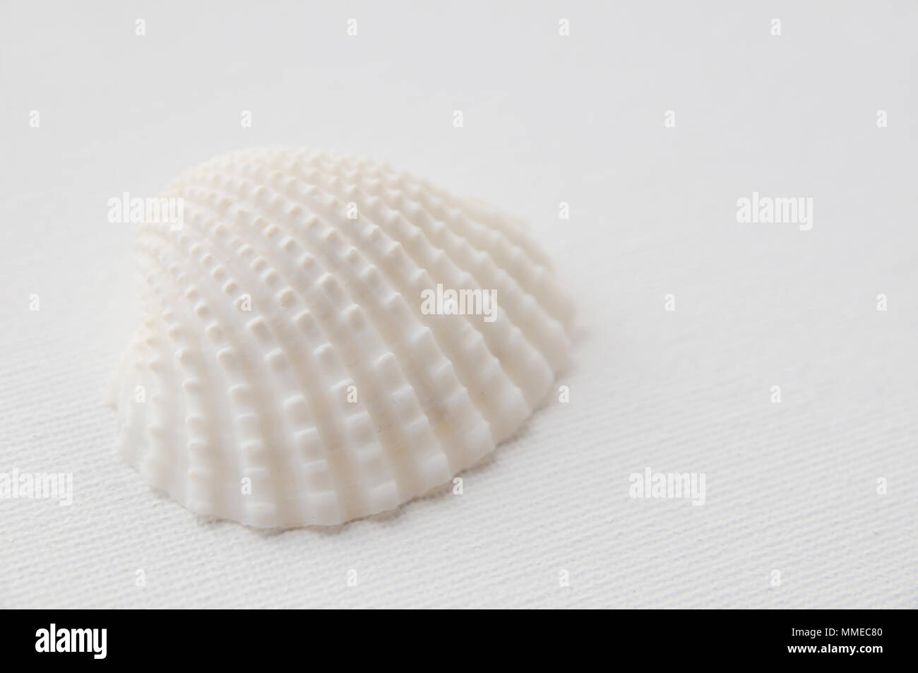 White conch shells hi-res stock photography and images - Alamy