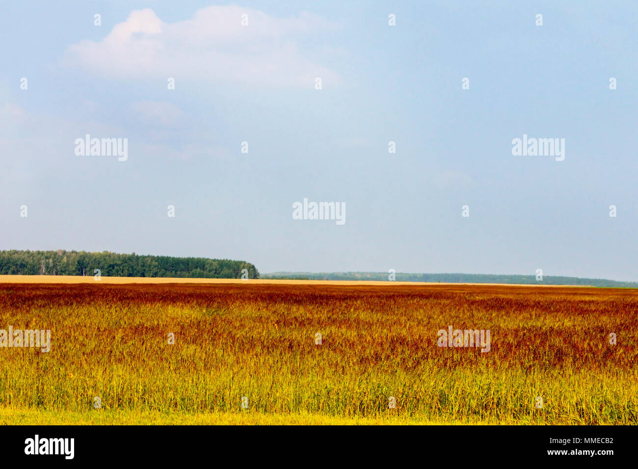 Summer landscape with a view of the millet field Stock Photo - Alamy