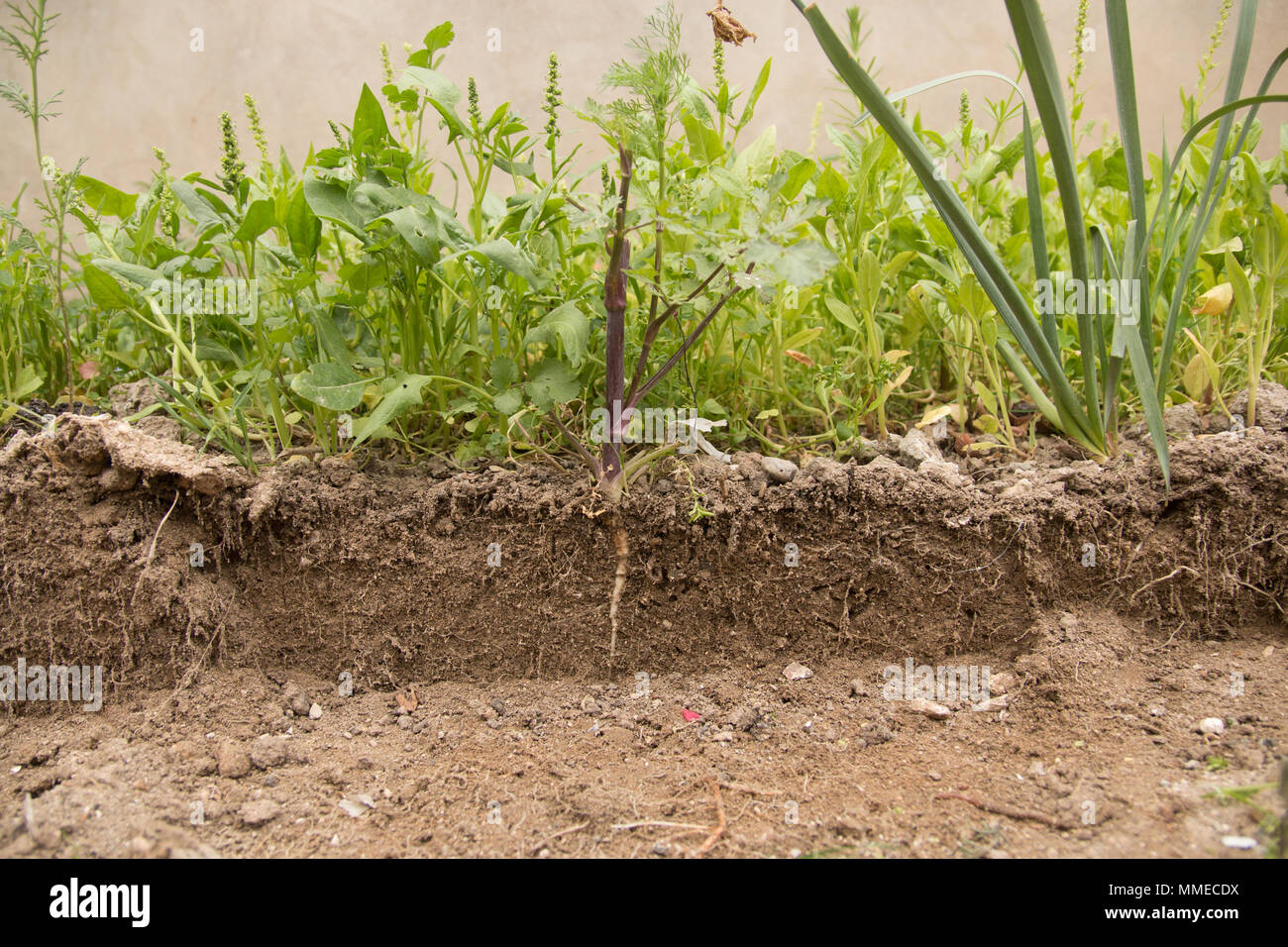 Soil cut and Growing plant with underground root visible Stock Photo ...