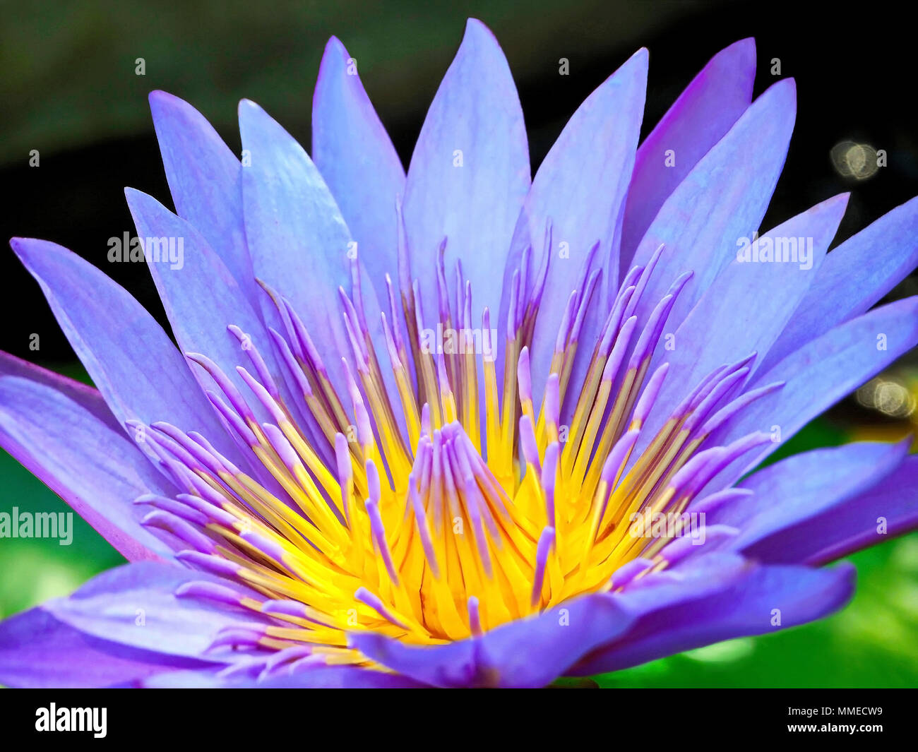Vibrant lotus flower hi-res stock photography and images - Alamy