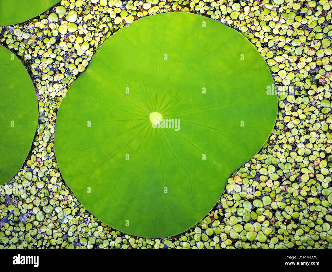 Exotic Green Lotus Leaves Stock Photo - Alamy