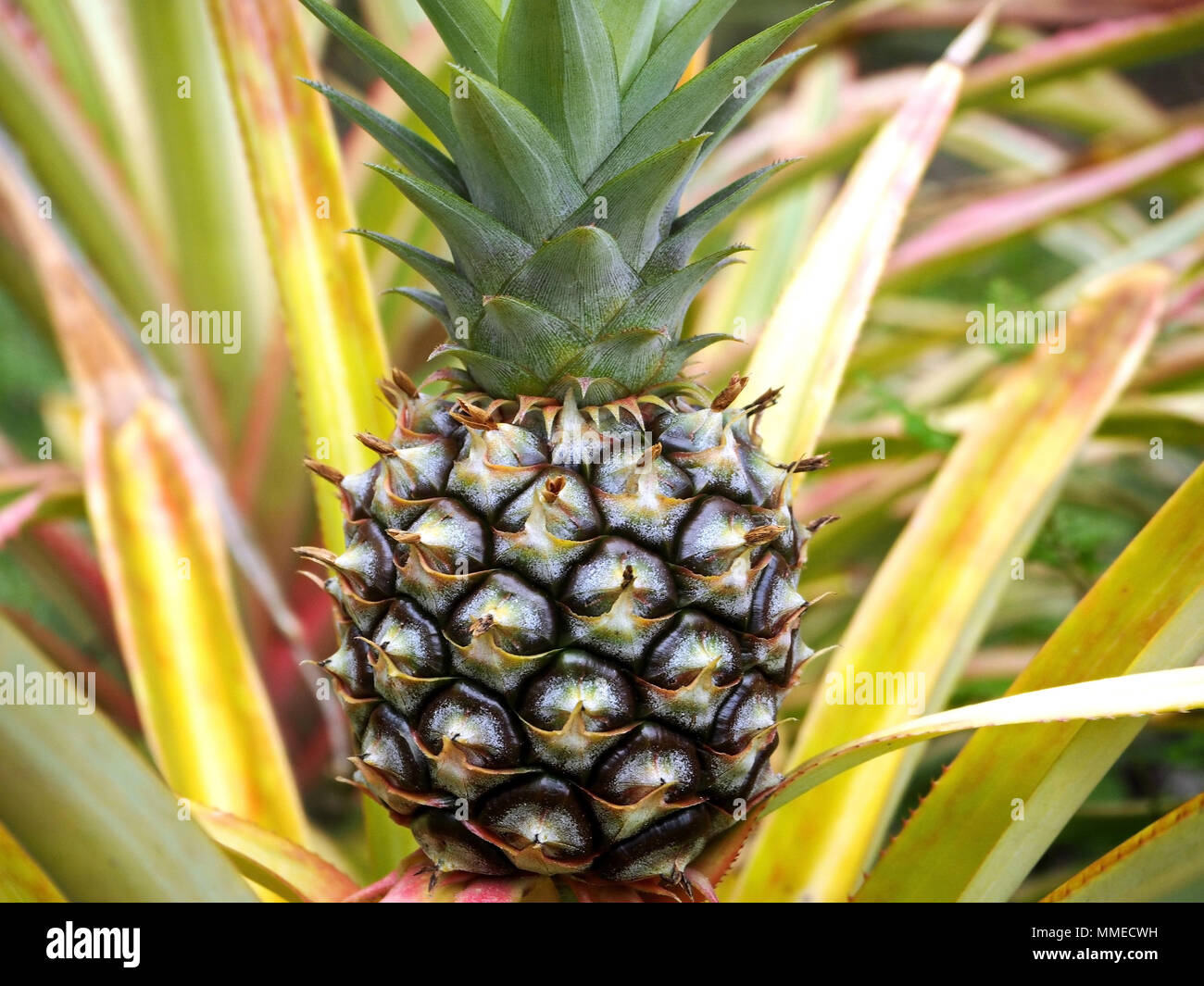 Pineapple Growing in a Field Stock Photo - Alamy