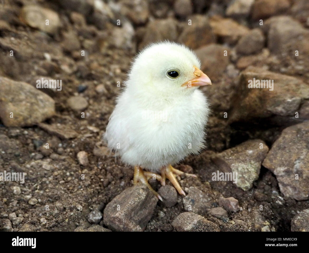 A Newborn Baby Chicken Stock Photo - Alamy