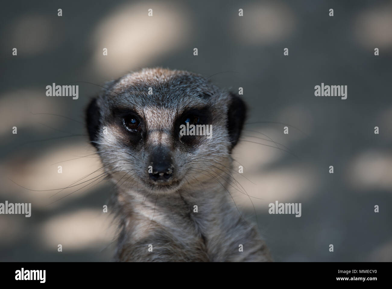 Cute meerkat hi-res stock photography and images - Alamy