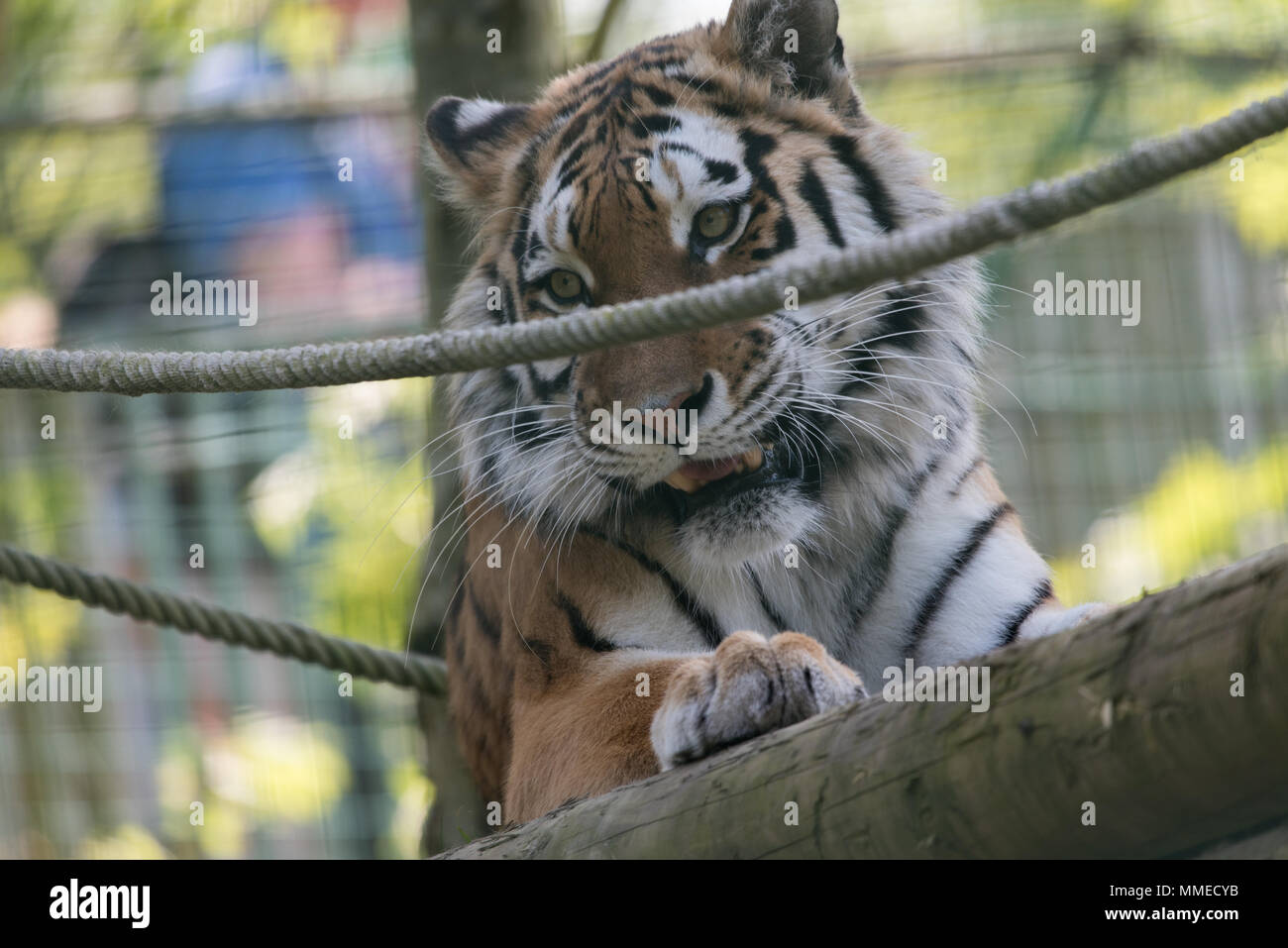 Watching natgeo hi-res stock photography and images - Alamy