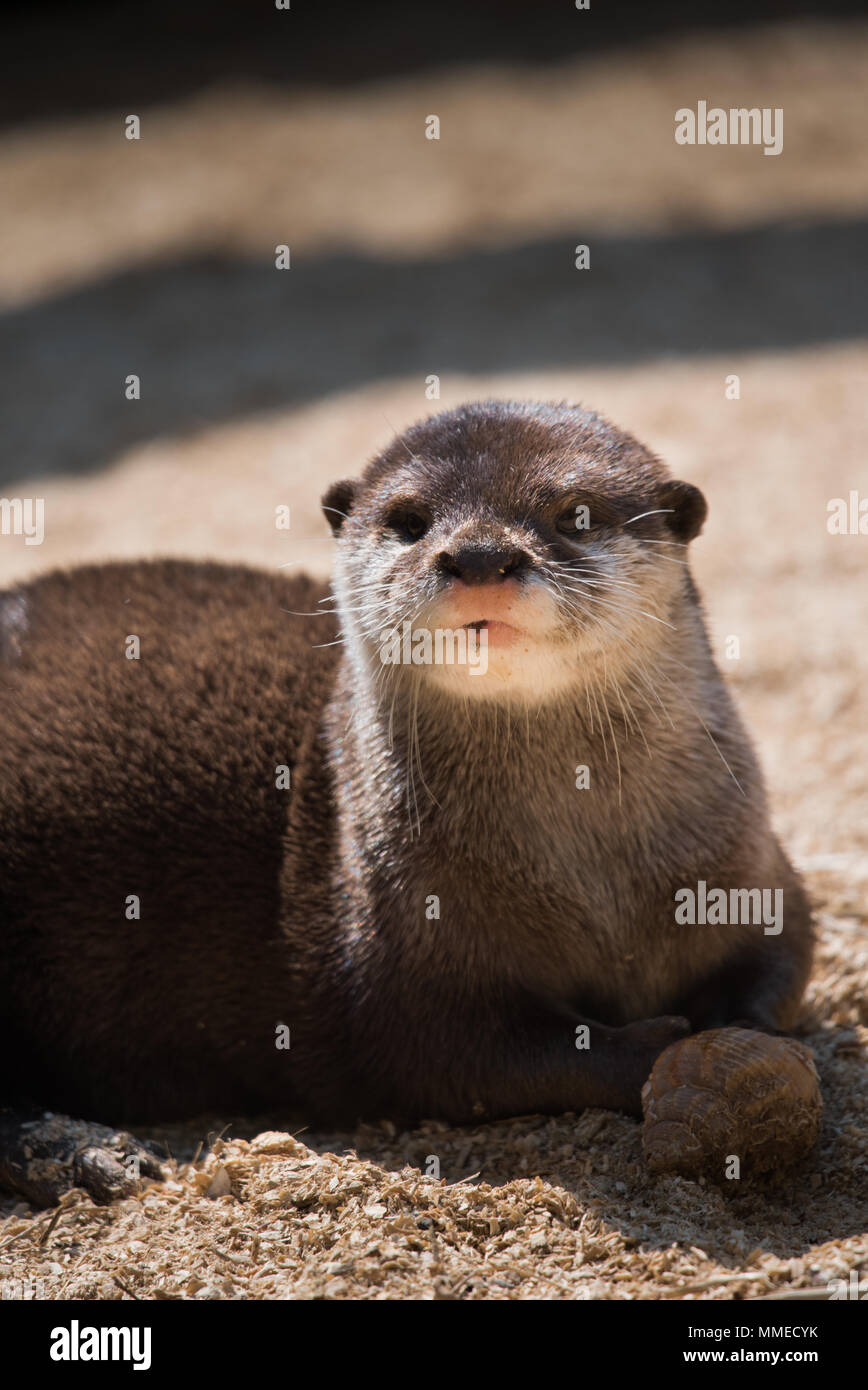 Otter Close up Stock Photo - Alamy