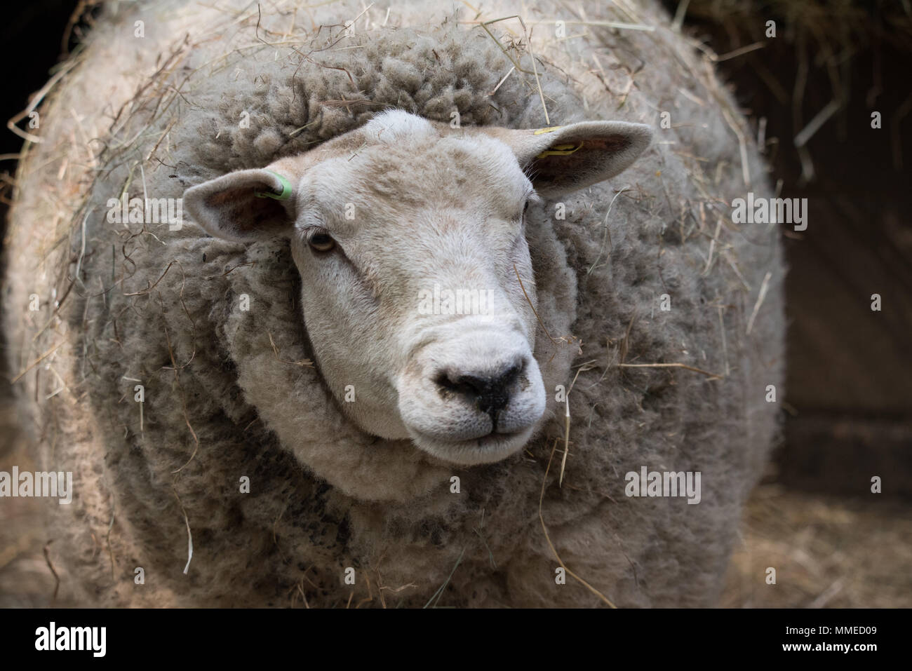 Pretty sheep hi-res stock photography and images - Alamy