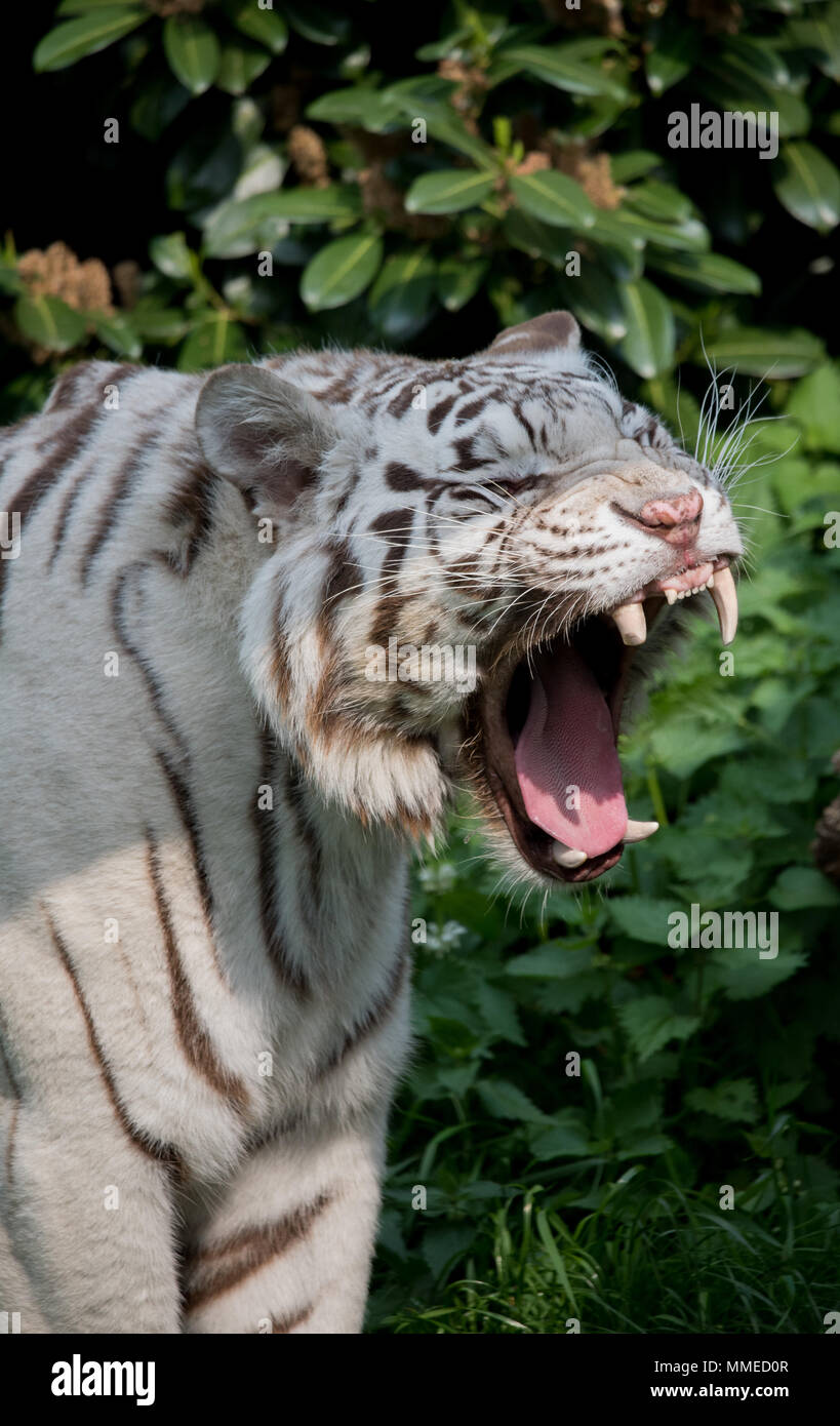 White tiger raoaring Stock Photo - Alamy