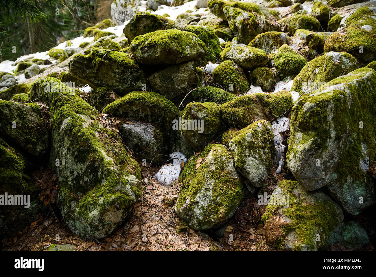 Beautiful view of moss covered stones in mountain forest Stock Photo ...