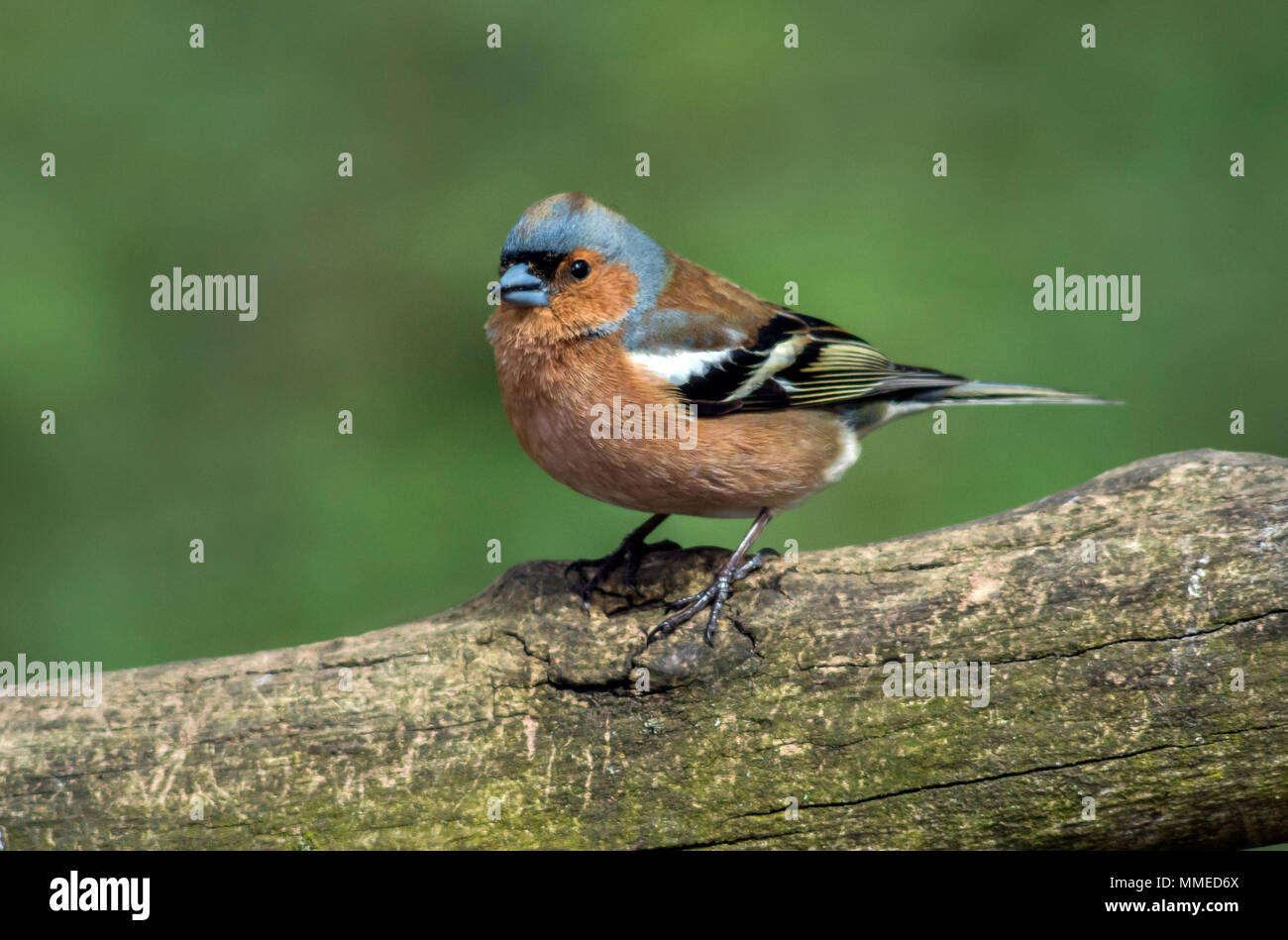 male chaffinch showing blue bill that denotes breeding condition Stock ...
