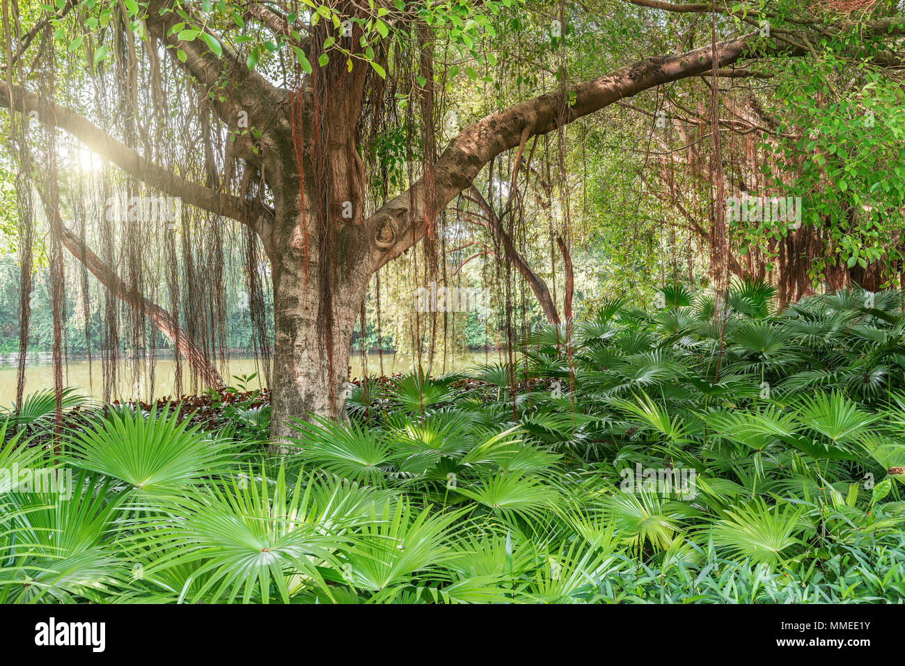 Amazing Banyan Tree branches. City park. Shenzhen. China Stock Photo ...