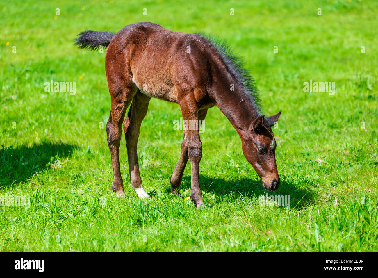 Thoroughbred foal grazing in a pasture at the Palmerstown House Estate ...