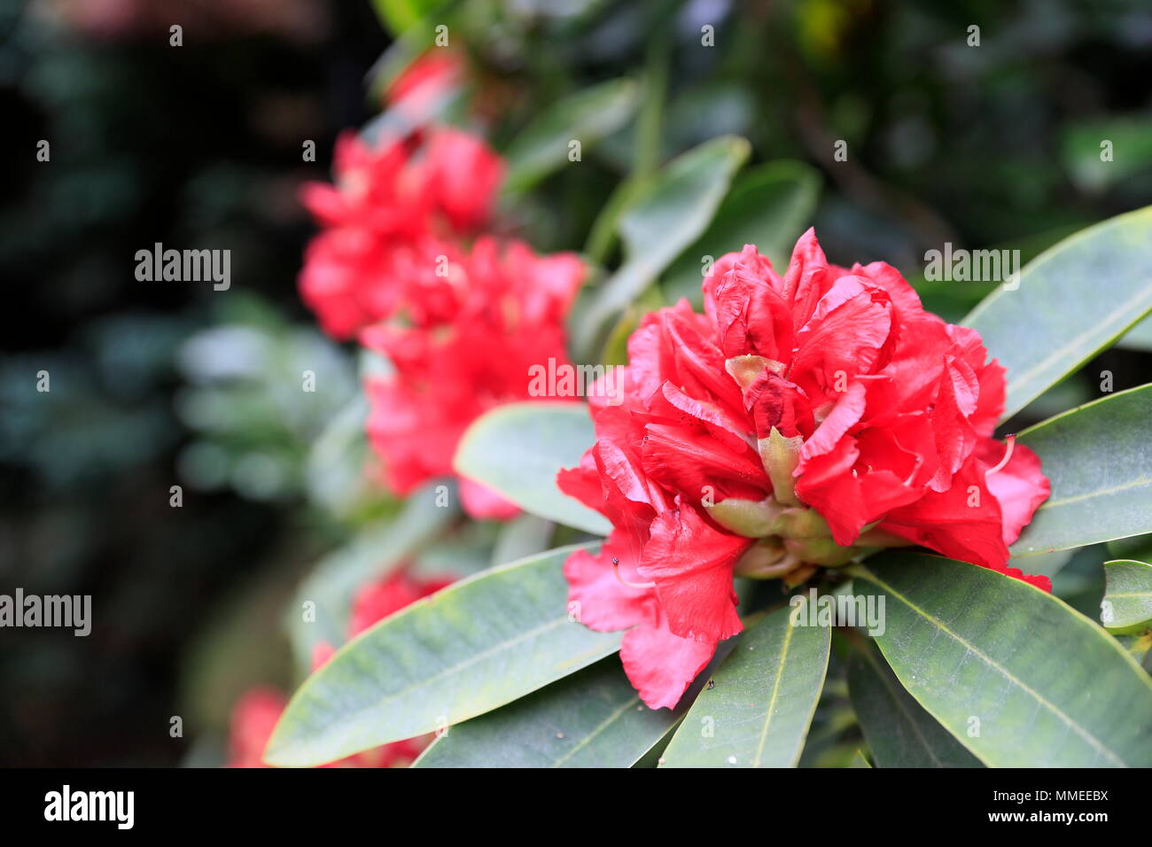 Garden plant life Stock Photo - Alamy
