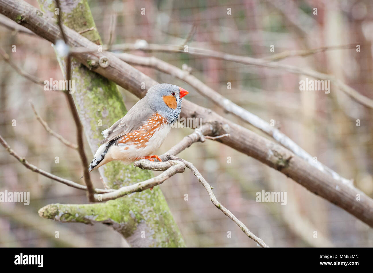 Zebra finch birds in hi-res stock photography and images - Alamy