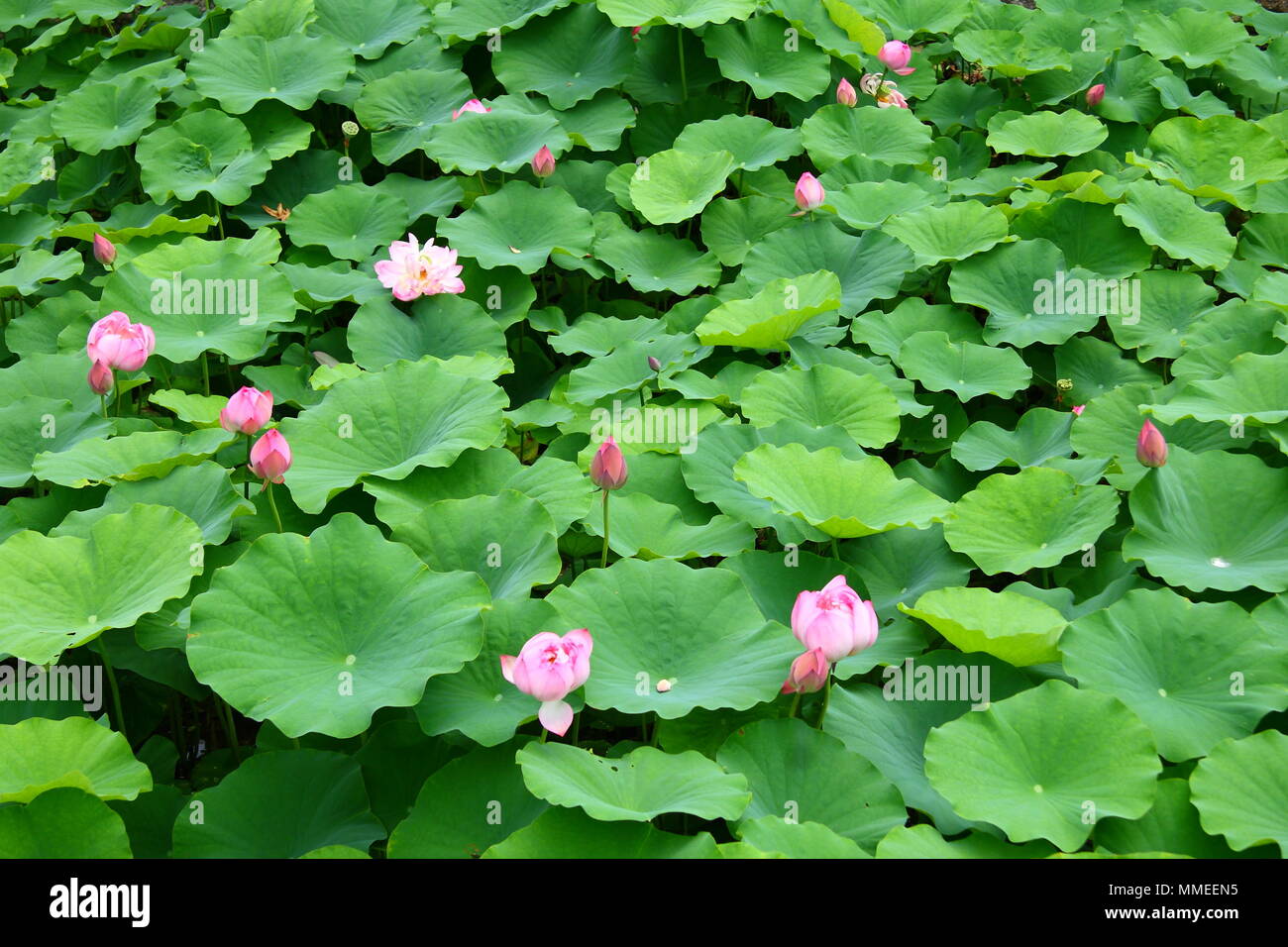 Field of lotus flowers in Kyoto Stock Photo - Alamy