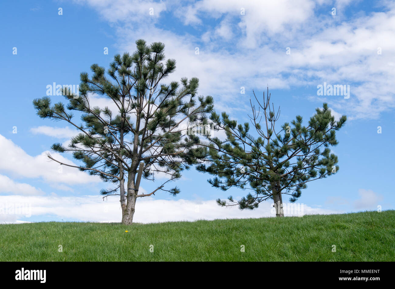 Two small trees on field hi-res stock photography and images - Alamy
