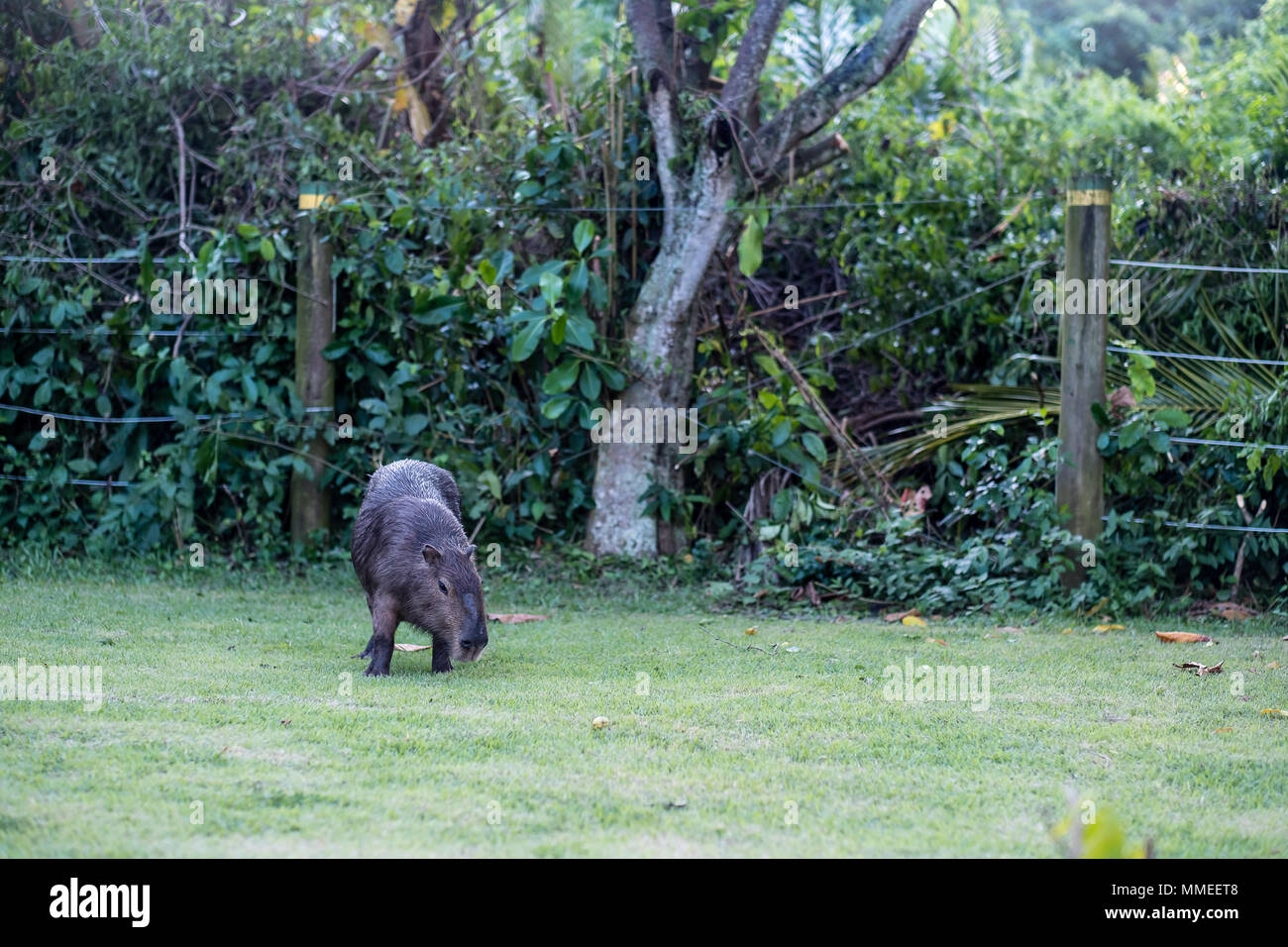 Capybara grazing on grass inside private property. The cabycara is a ...