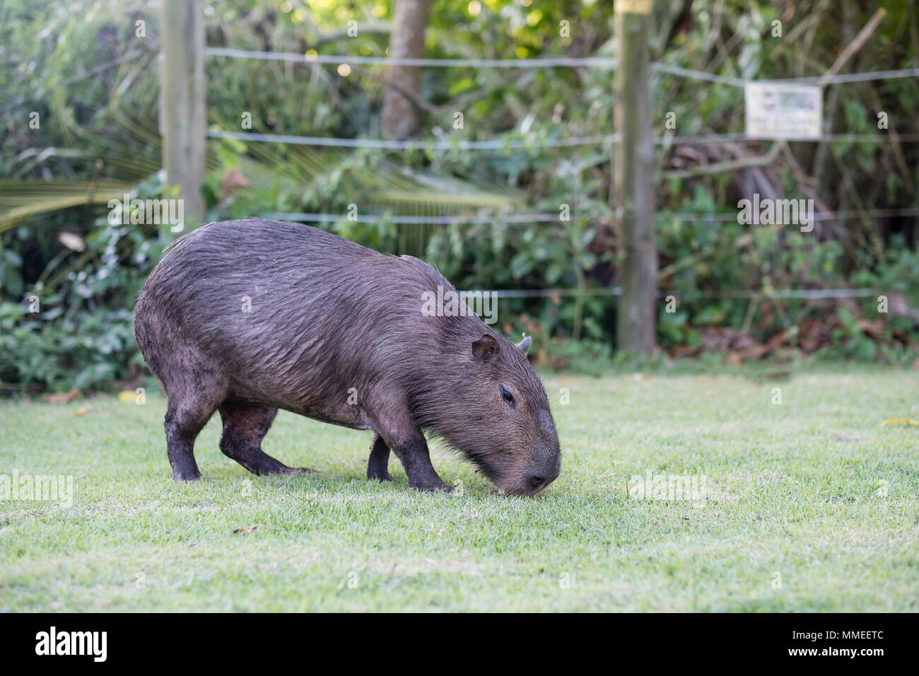 Capybara Grazing High Resolution Stock Photography and Images - Alamy