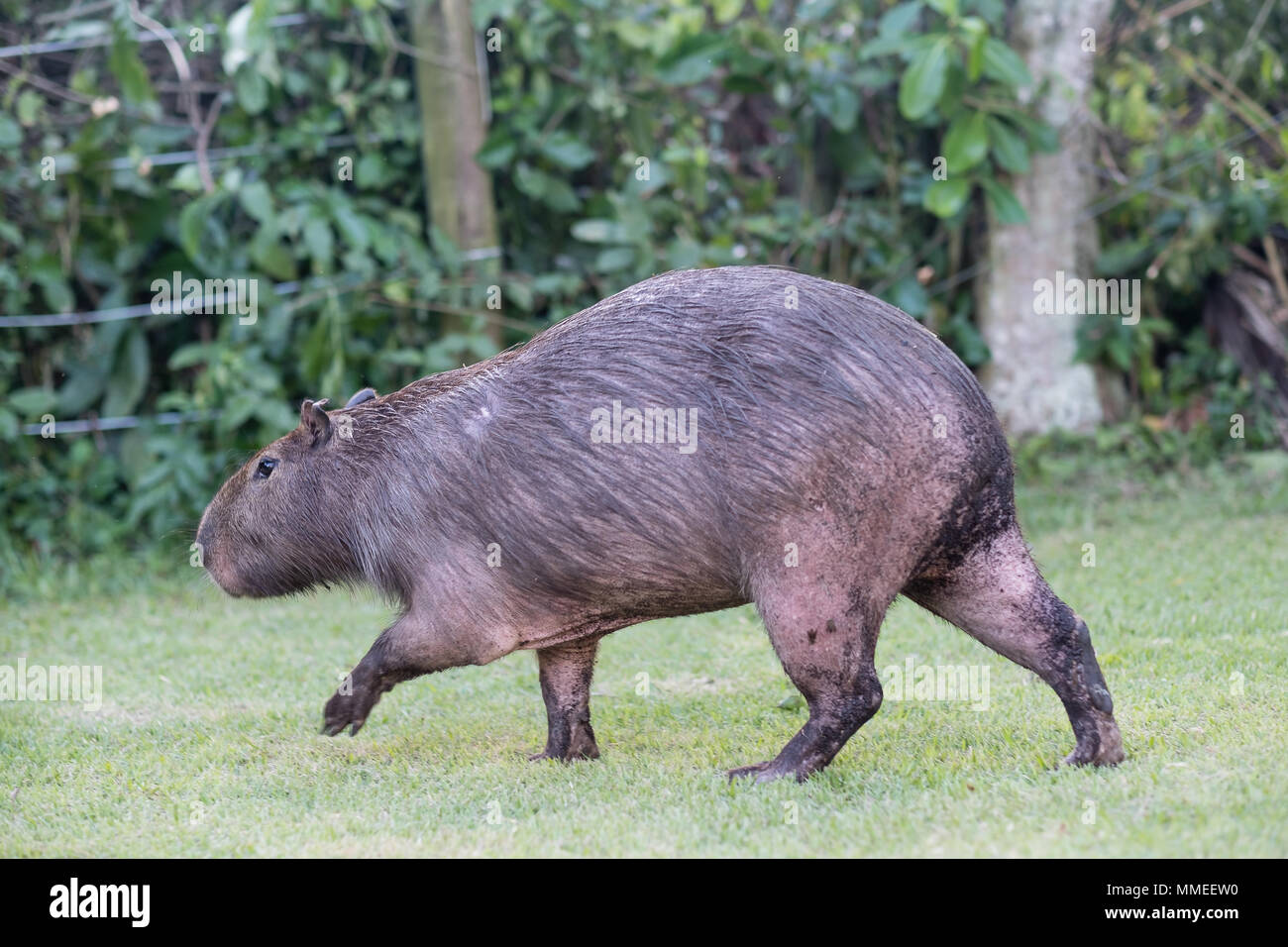 Capybara grazing on grass inside private property. The cabycara is a ...