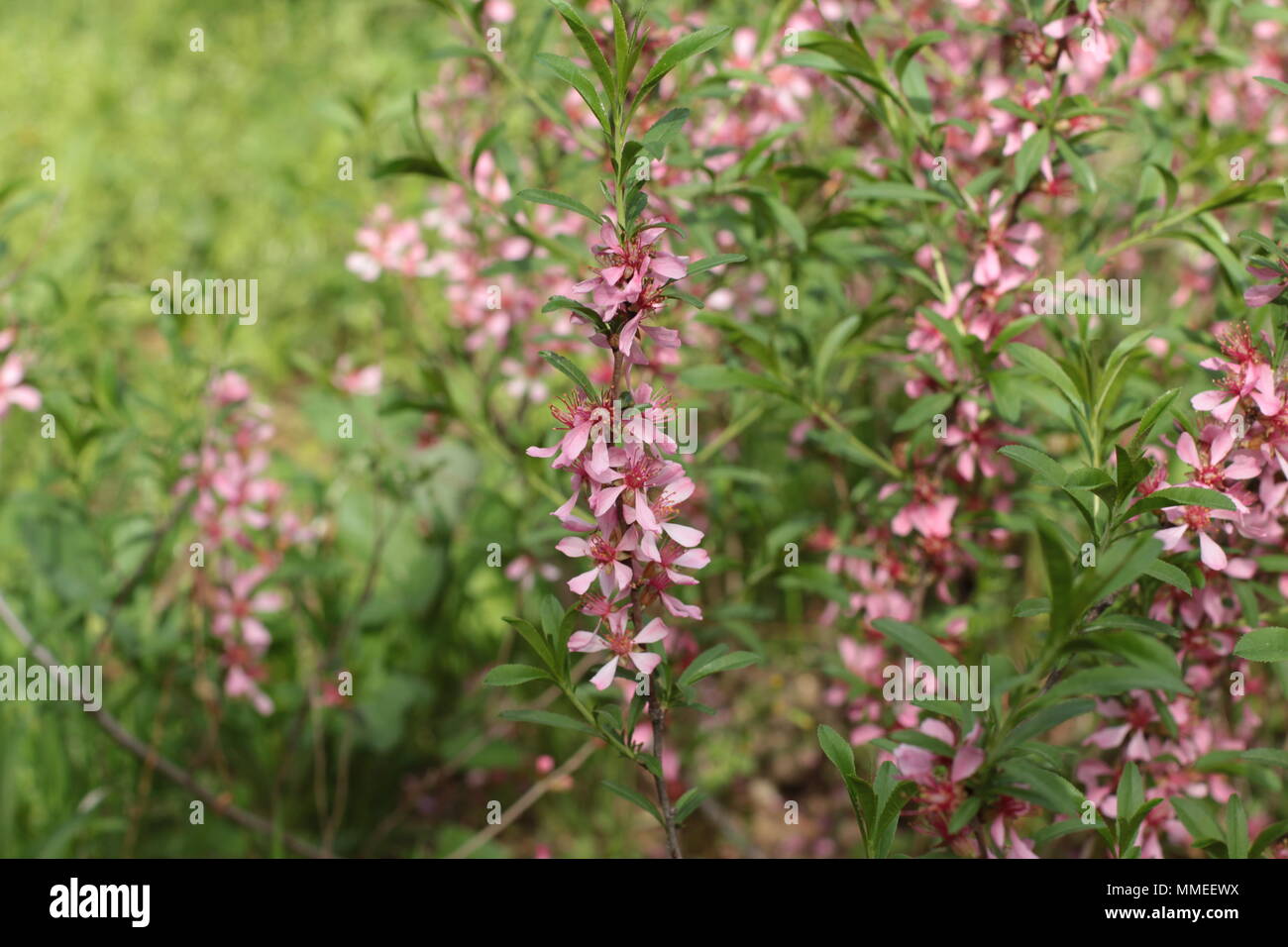 Pink flowers of wild dwarf Russian almond (Prunus tenella Stock Photo ...