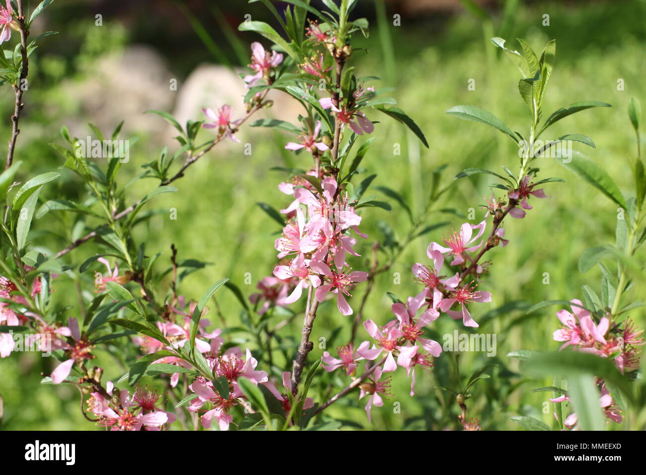 Pink flowers of wild dwarf Russian almond (Prunus tenella Stock Photo ...