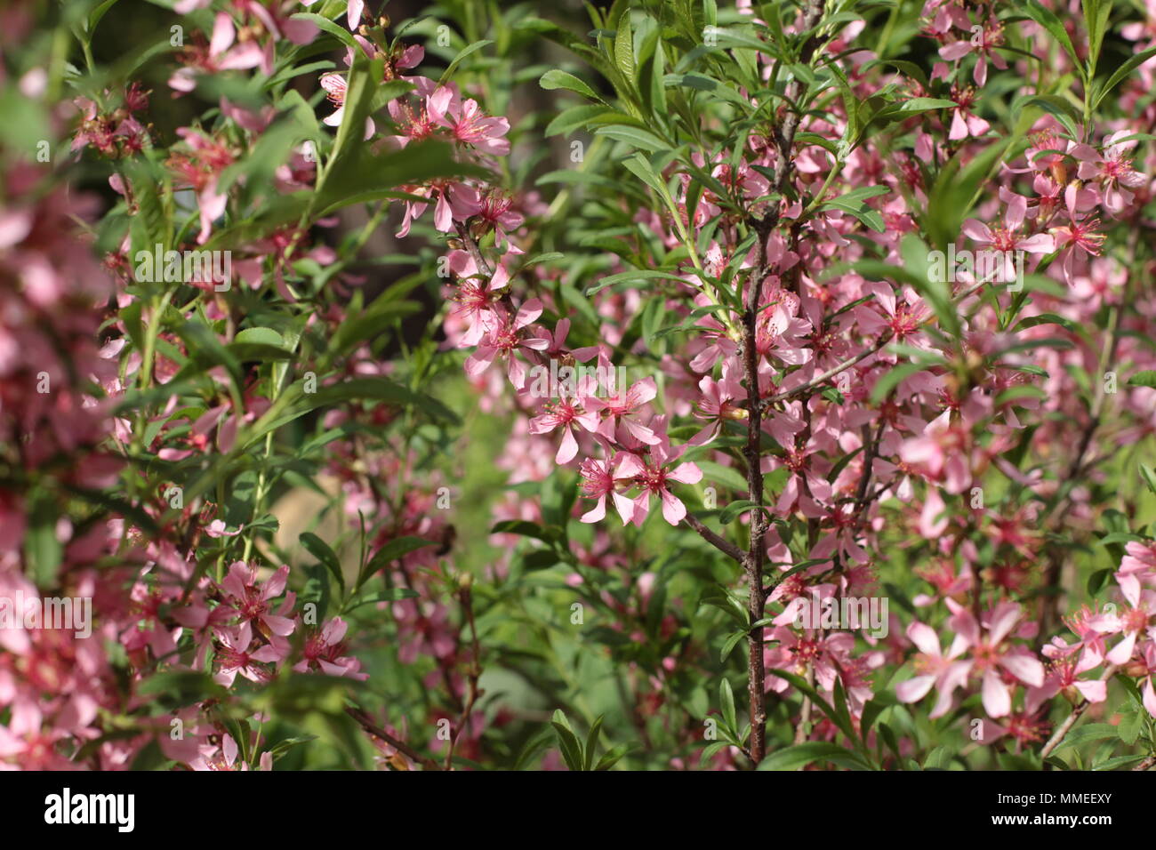 Pink flowers of wild dwarf Russian almond (Prunus tenella Stock Photo ...