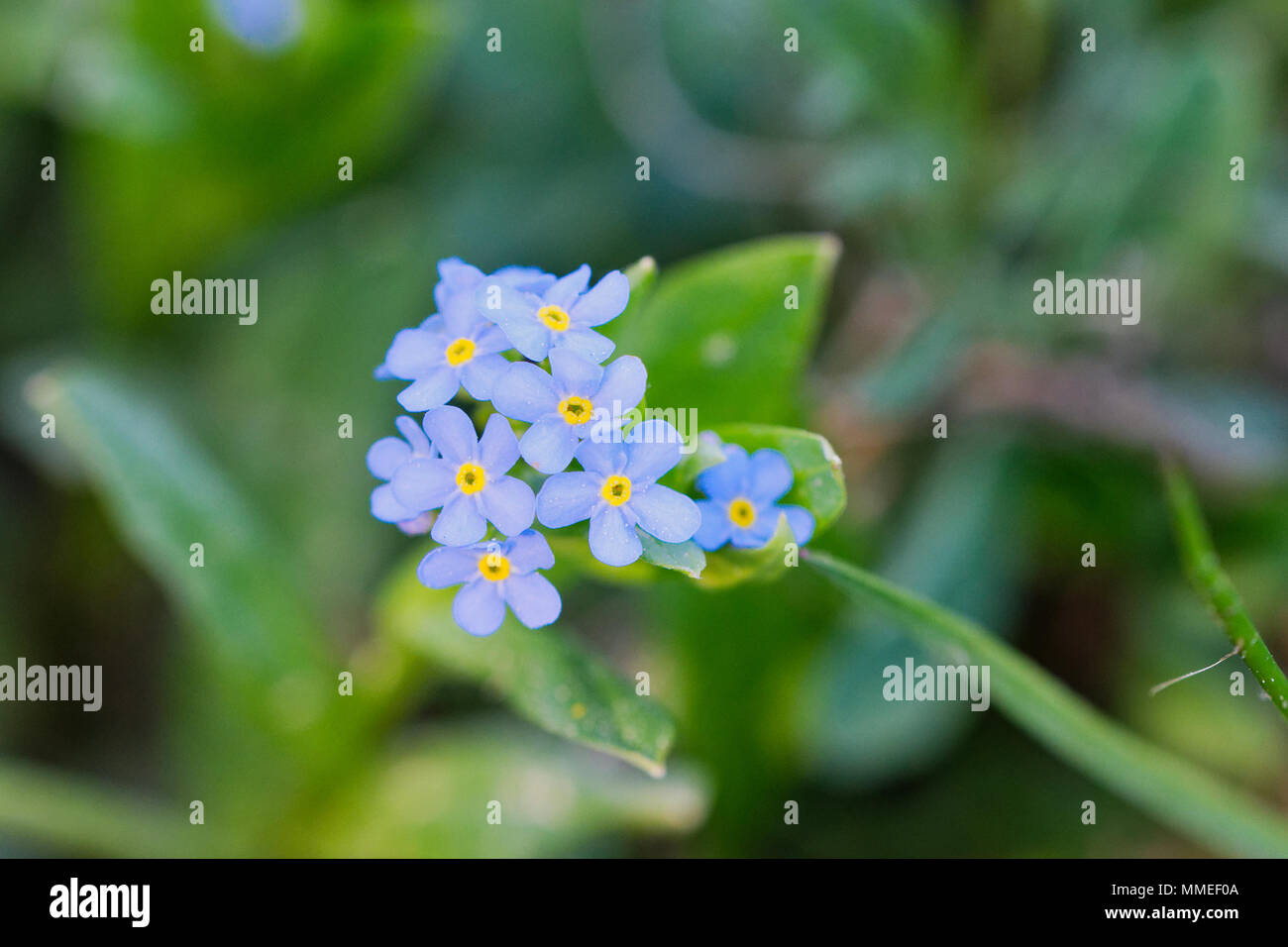 Woodland forget-me-not (Myosotis sylvatica) in a wild nature Stock ...