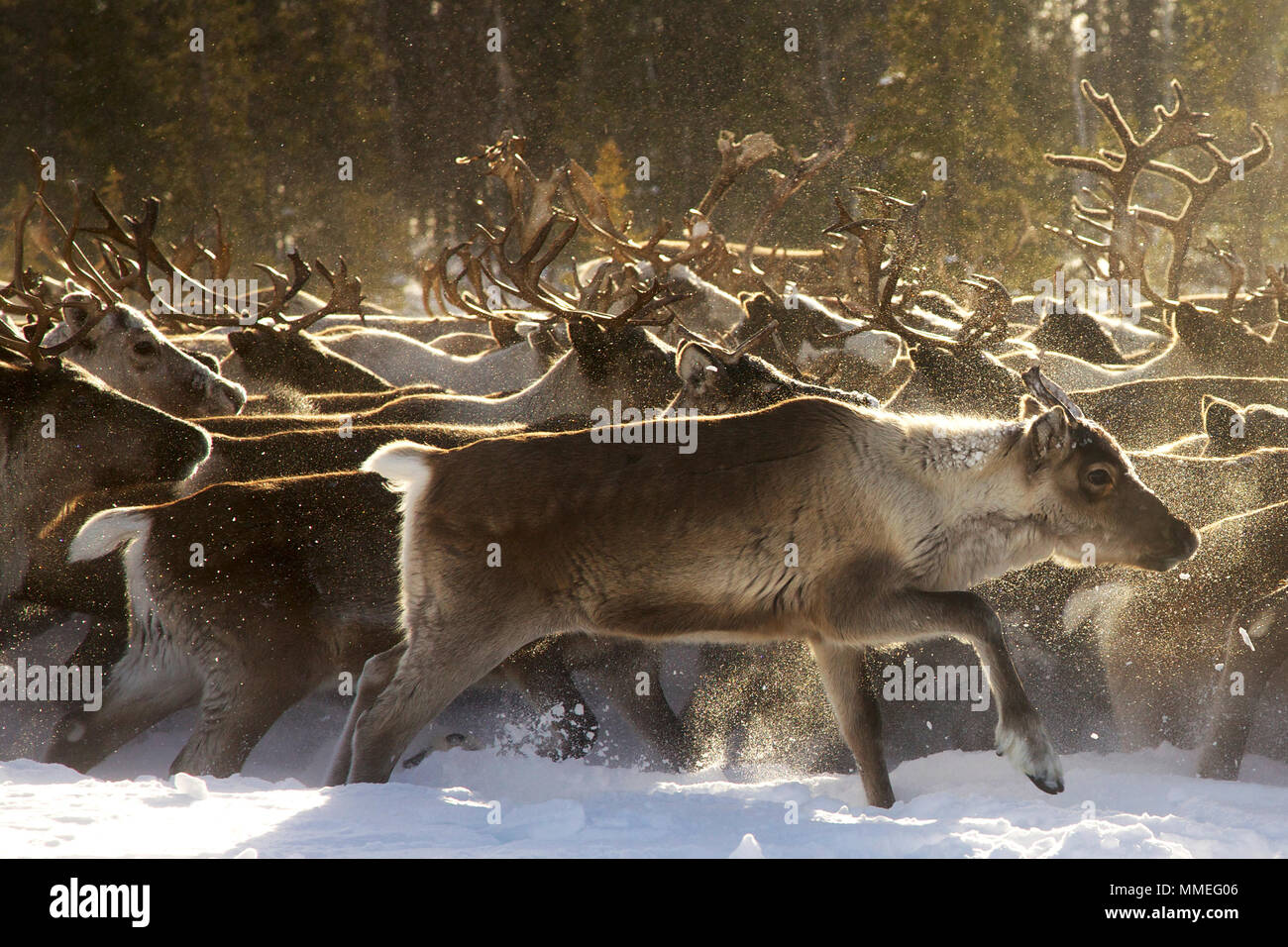 running a herd of deer in winter. YANAO. Yamal Stock Photo - Alamy