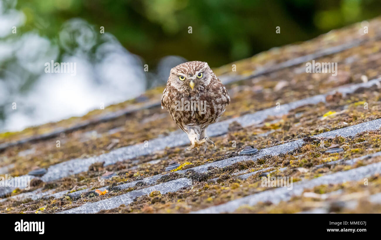 Adult little owl charging down the roof towards me on a local farm ...